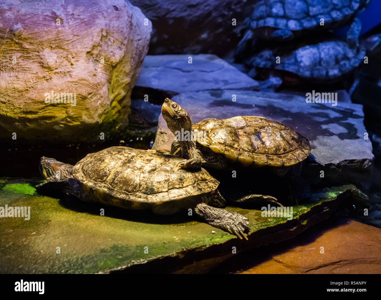 cumberland slider turtle standing on another turtle and looking up with ...