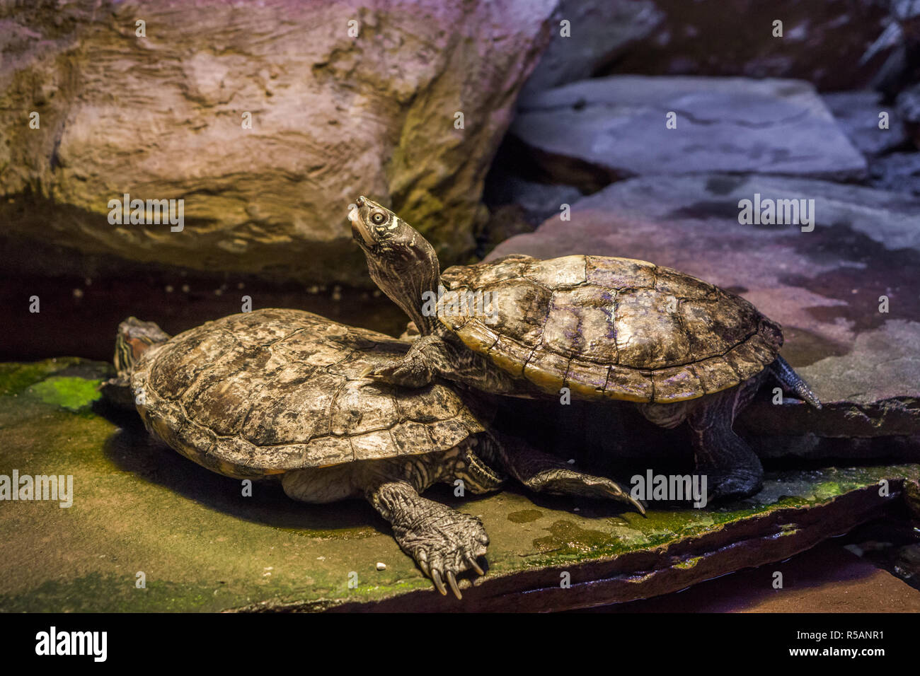 Cumberland slider turtle standing on another turtle and putting his ...
