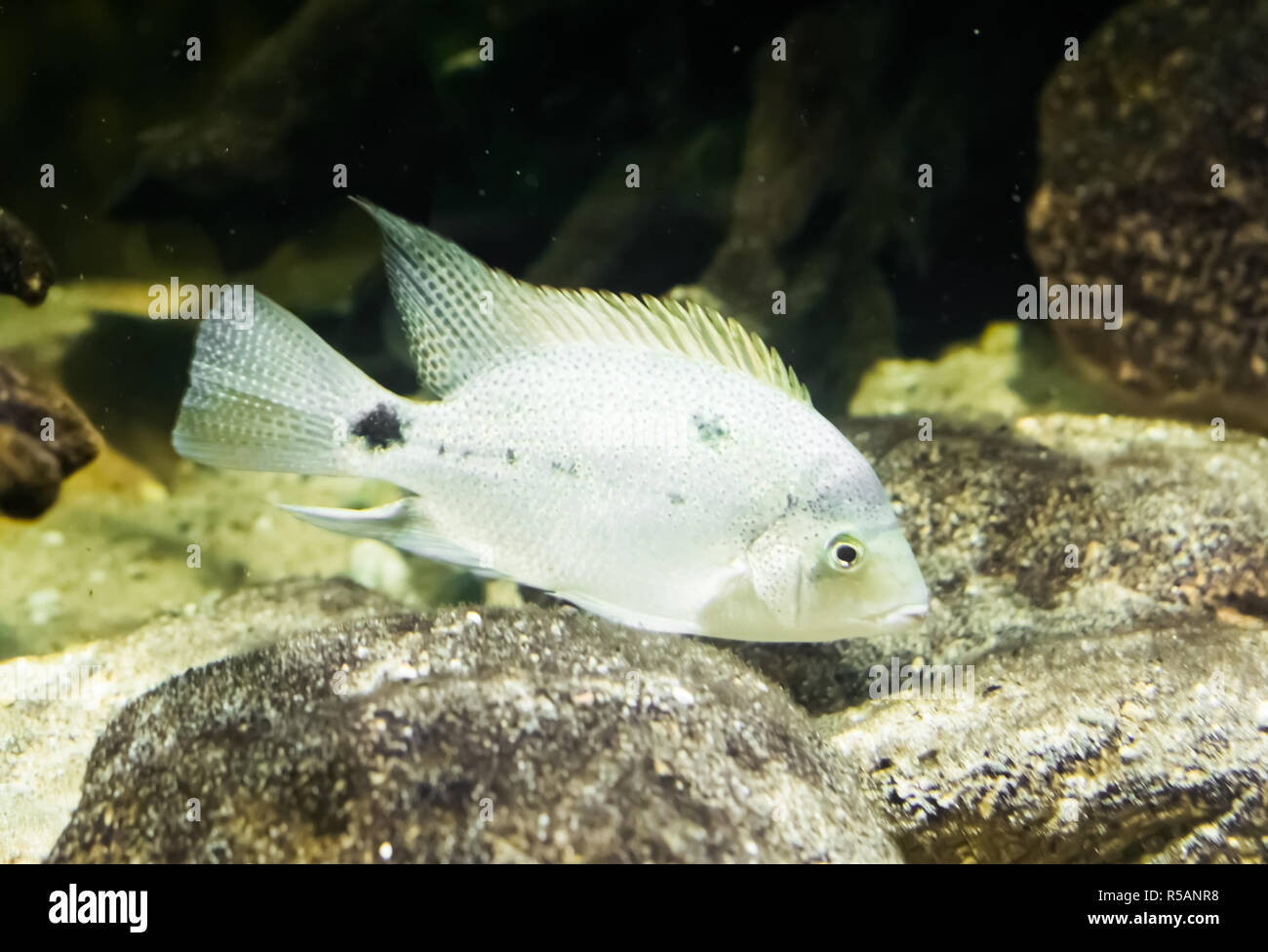 juvenile white cichlid fish in close up, A tropical aquarium pet from ...