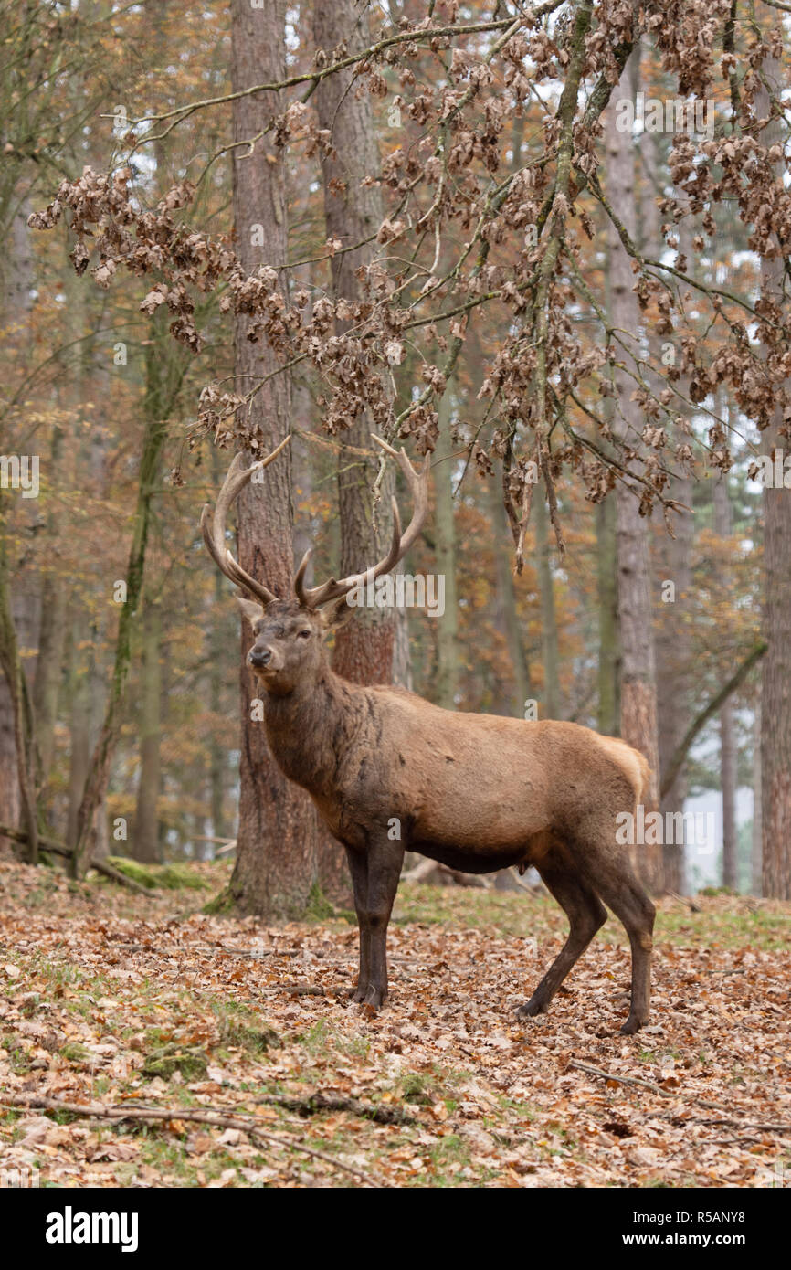 european red deer Stock Photo - Alamy