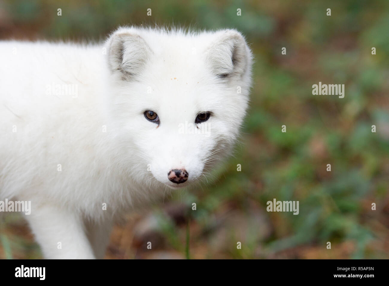 Polar fox hi-res stock photography and images - Alamy