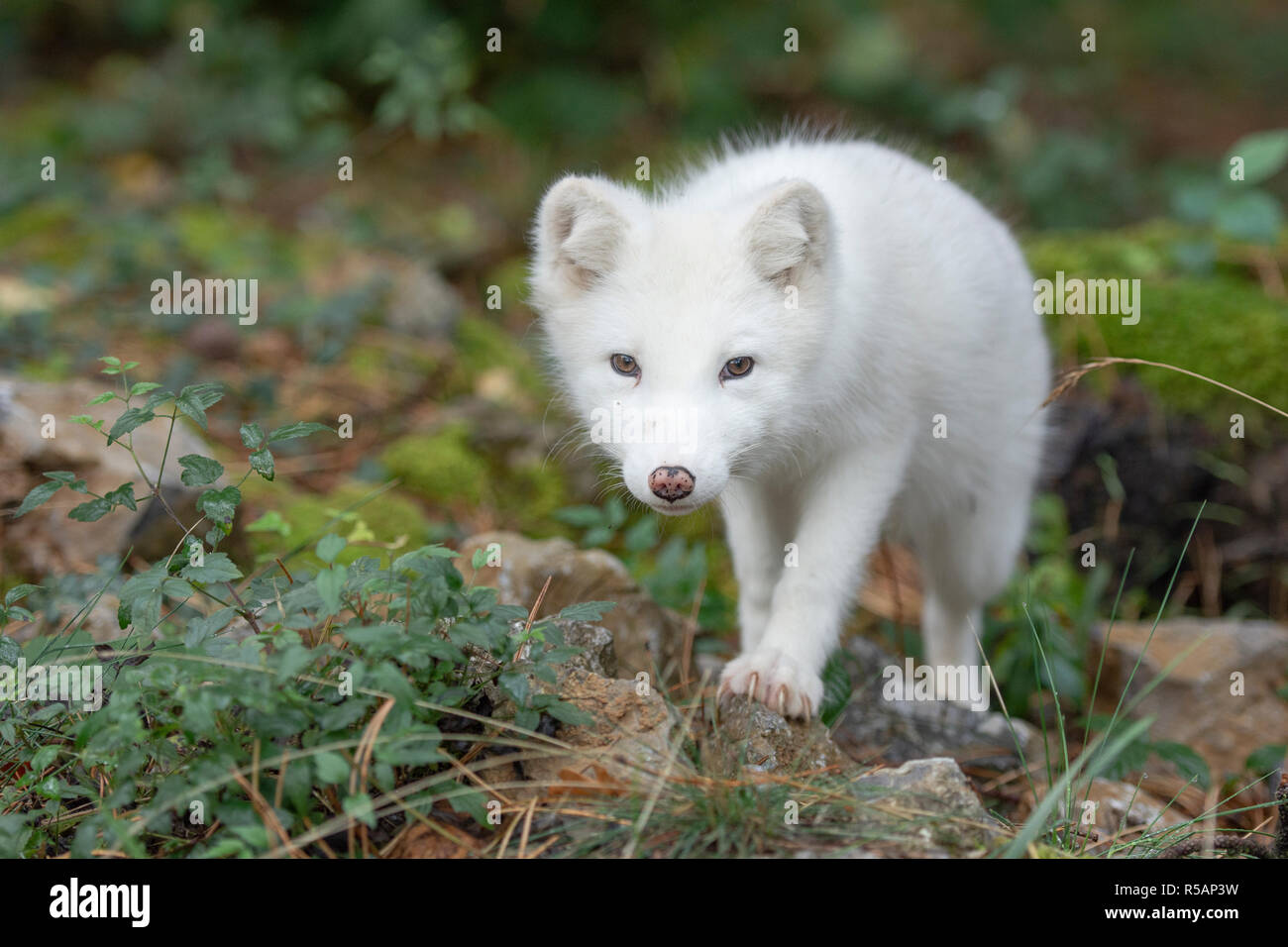 Polar fox in summer Stock Photo - Alamy