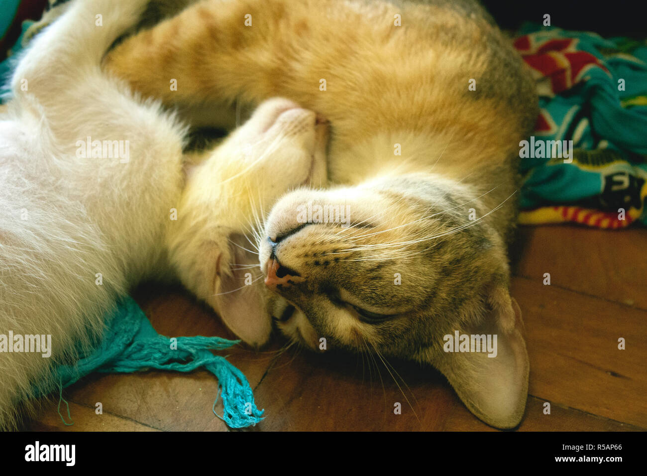 Mom cat sleeping hugging her newborn kitten. Cute tabby kittens ...