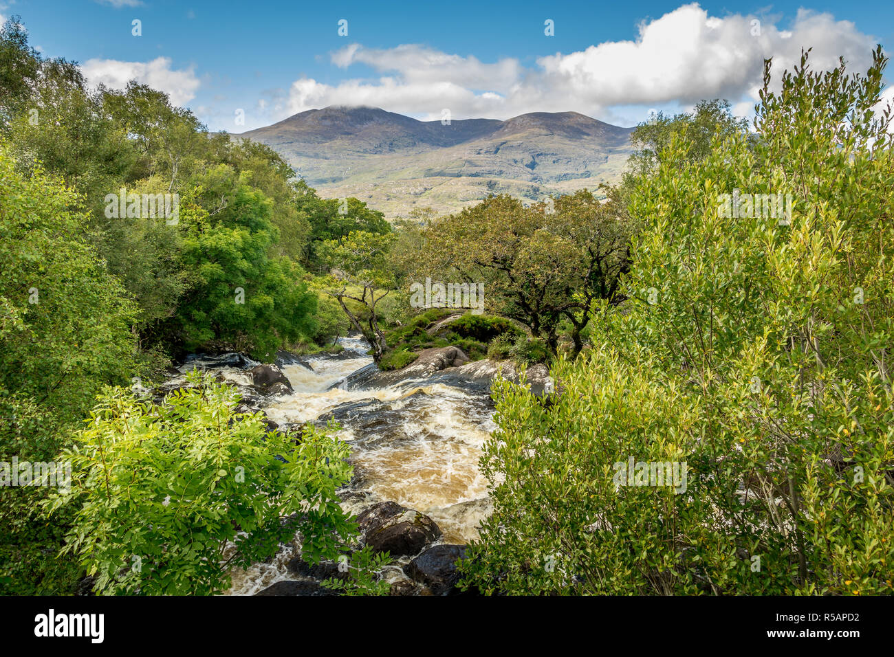 Raging rapids in a small stream surrounded by plush foliage against a ...