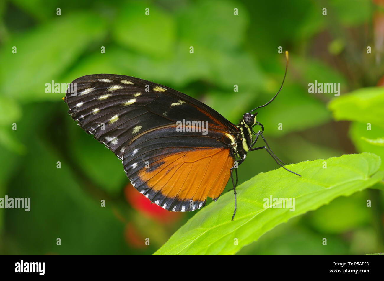 Insects fauna hi-res stock photography and images - Alamy