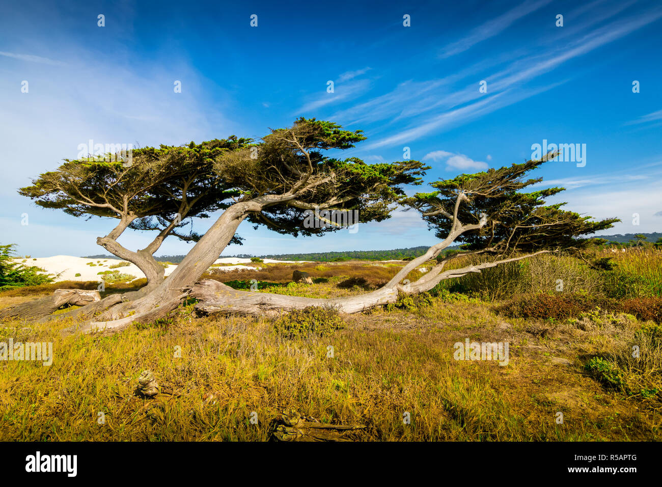 Wind swept trees hi-res stock photography and images - Alamy