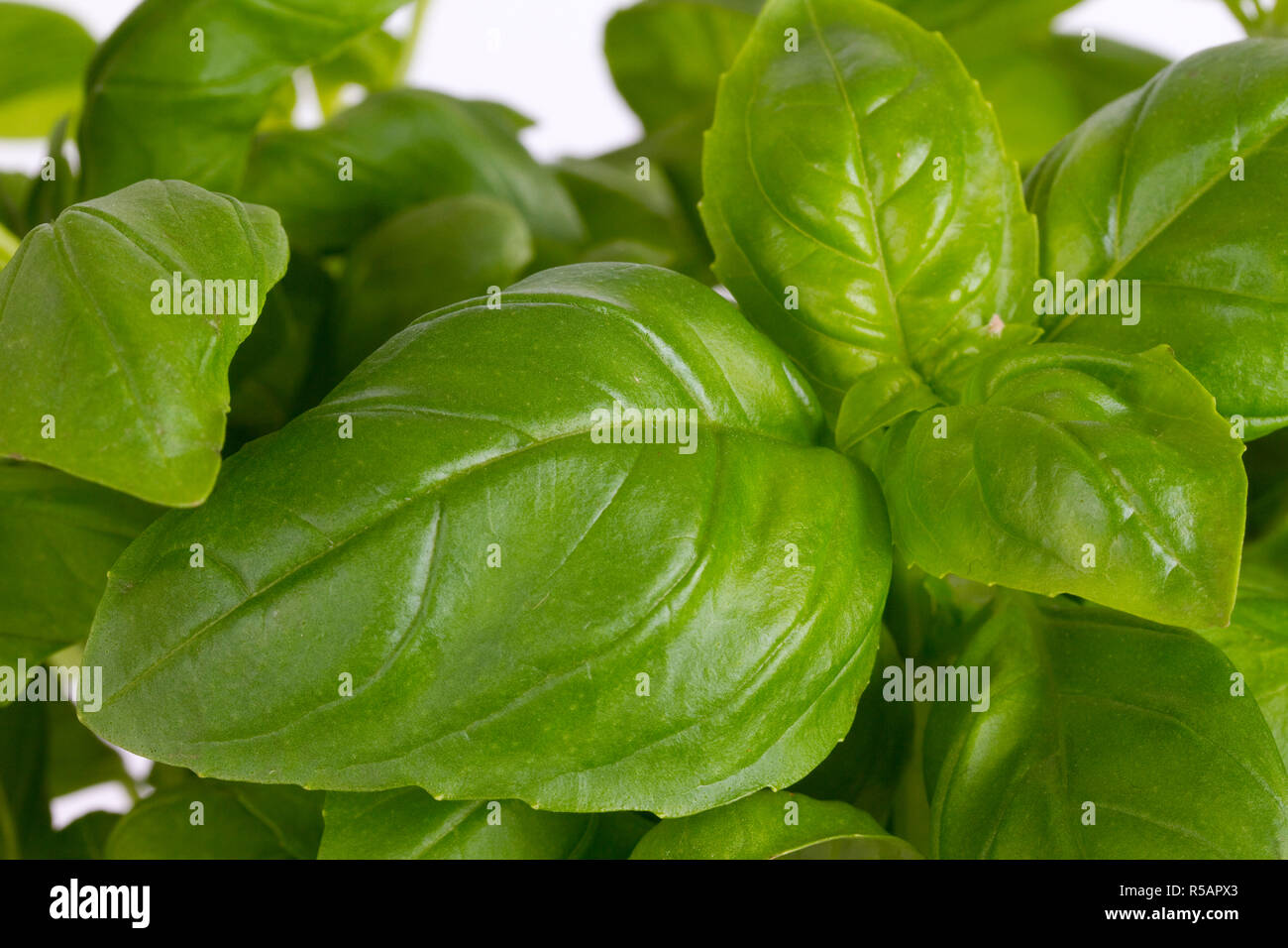 Basilienkraut hi-res stock photography and images - Alamy