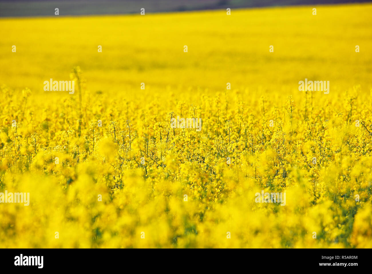 Fields of luminous yellow plant hi-res stock photography and images - Alamy