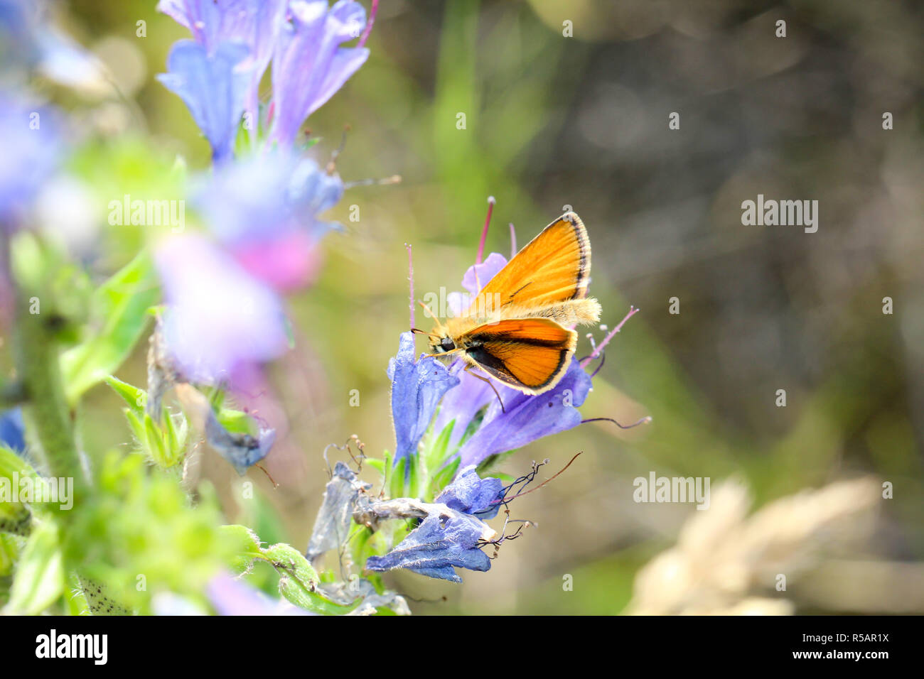 butterfly on adderhead,nature,butterflies Stock Photo - Alamy