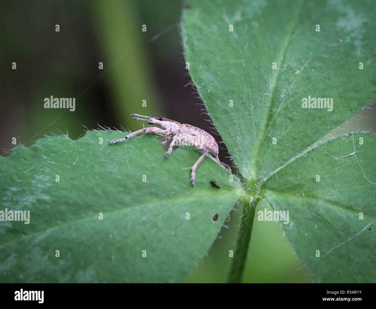 Microscopic animals hi-res stock photography and images - Alamy