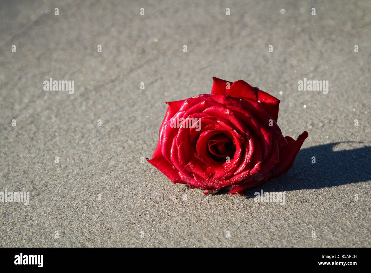 rose on the beach in the wet sand,flower,vacation,love Stock Photo - Alamy