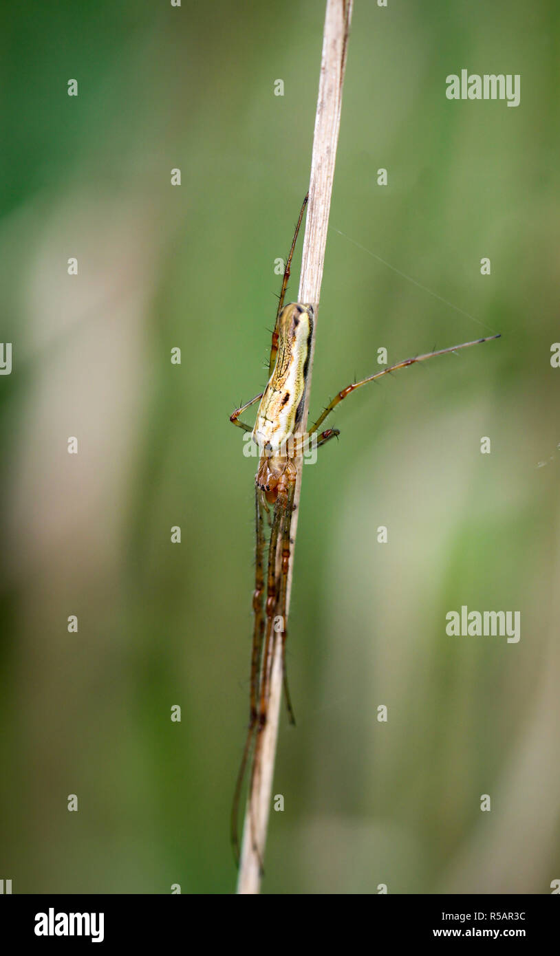 Running spider hi-res stock photography and images - Alamy