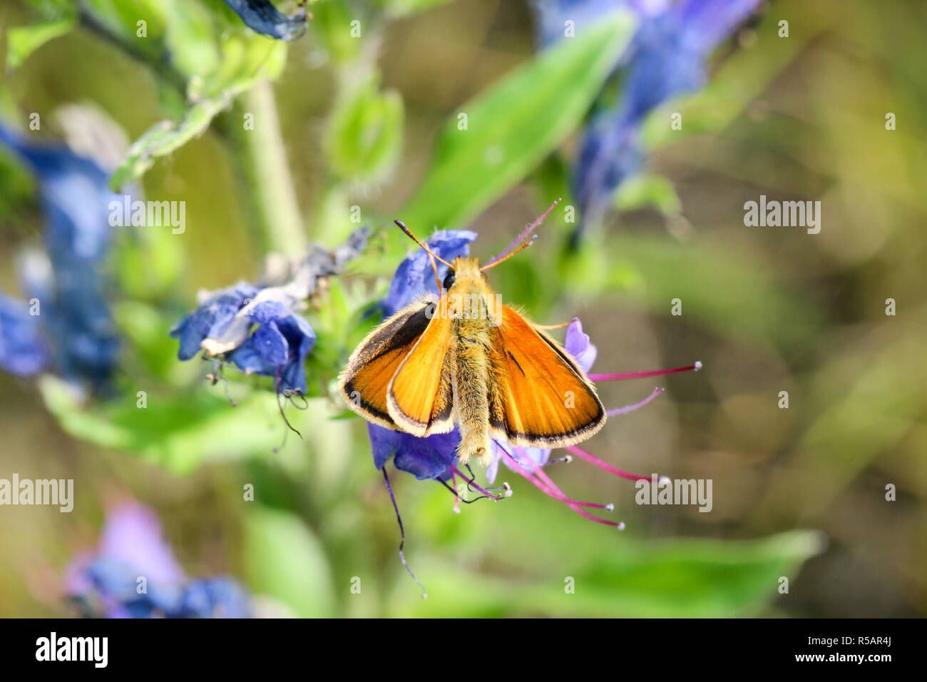 Butterfly europe snow hi-res stock photography and images - Alamy