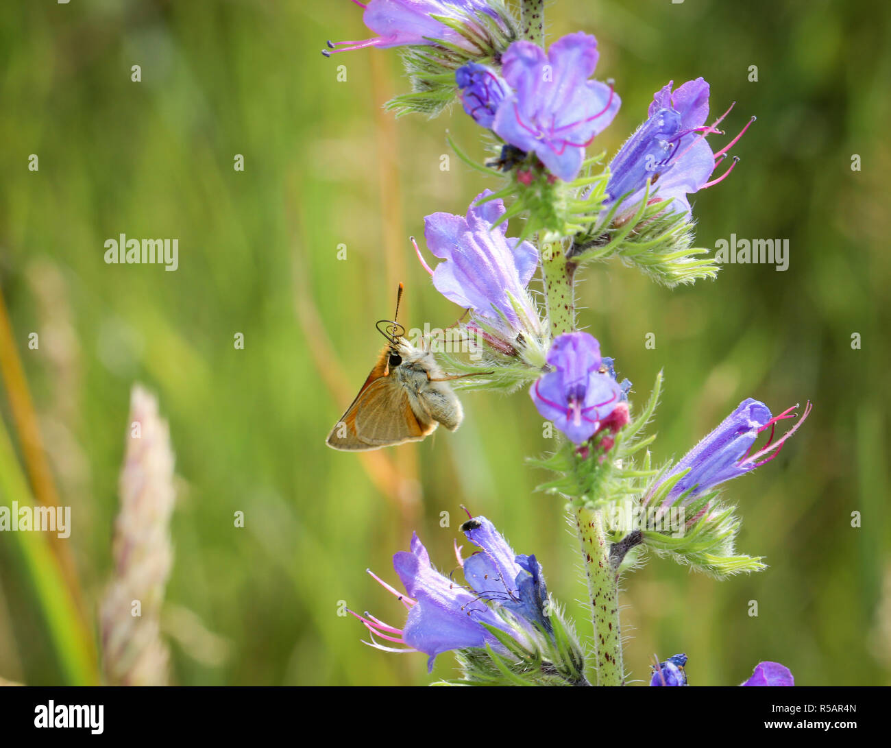 Butterfly ka hi-res stock photography and images - Alamy