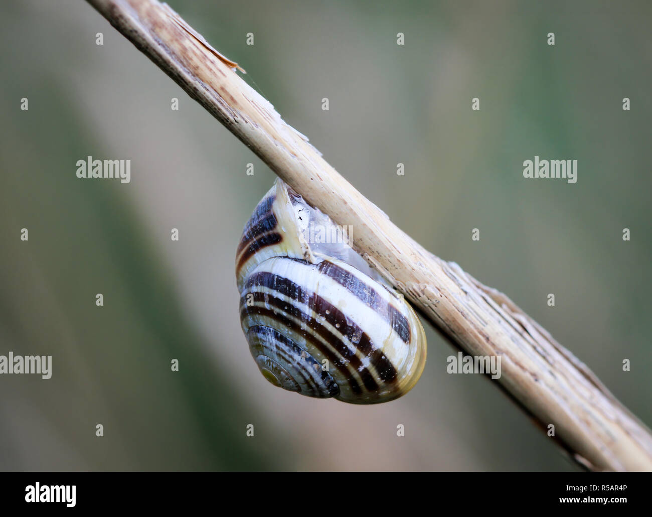snail on blade of grass,nature Stock Photo - Alamy