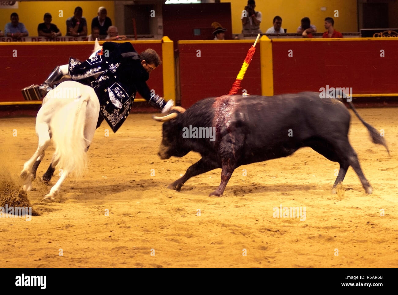 Medellin, Colombia, La Macarena, Stadium, Picadore Bends Down To Touch ...