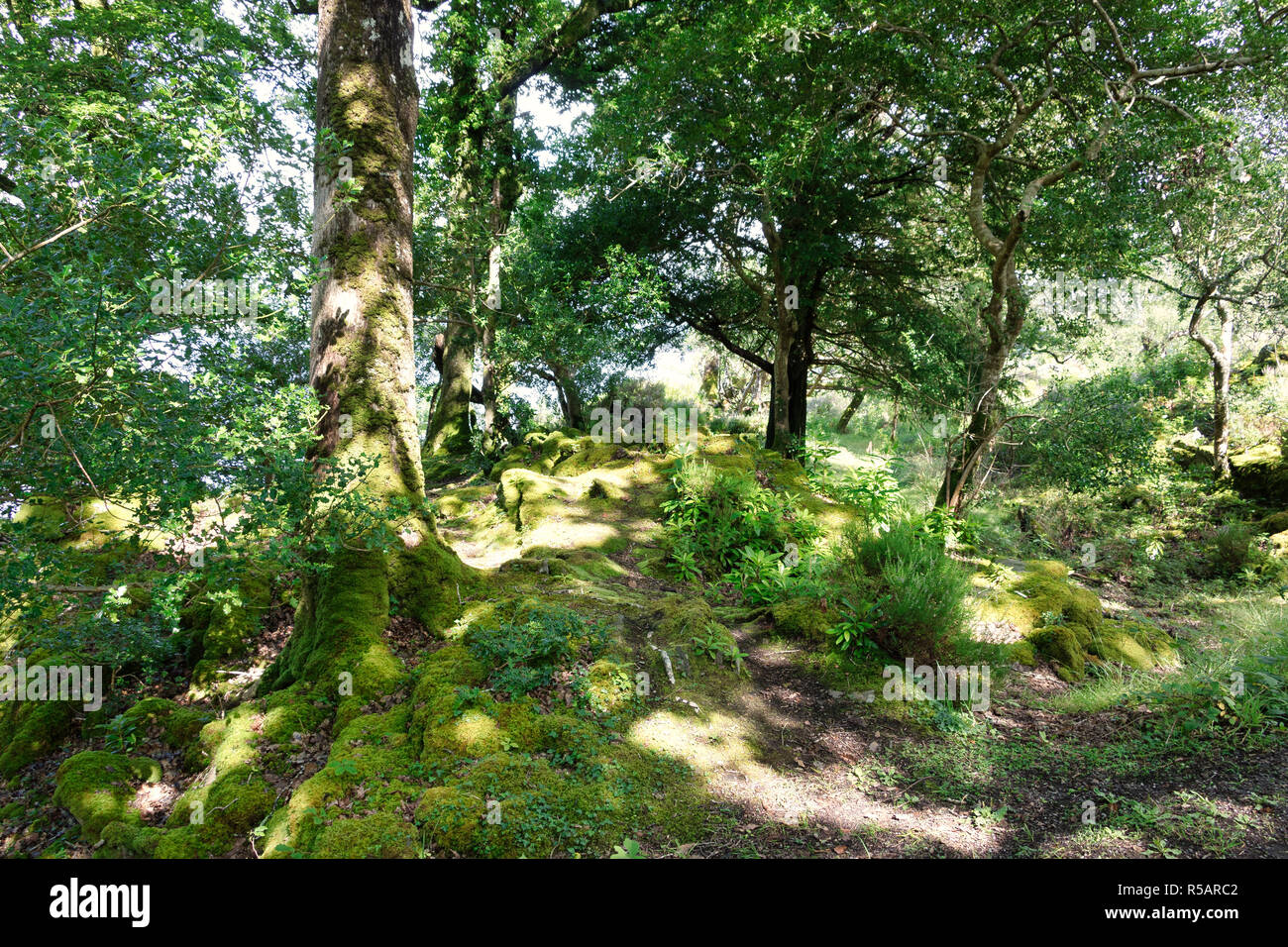 The sunlight playfully creates an art work in the moss under the trees ...