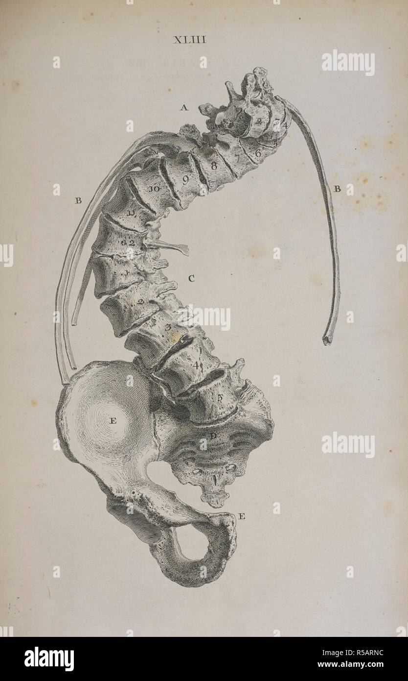 Bones of trunk anatomy hi-res stock photography and images - Alamy