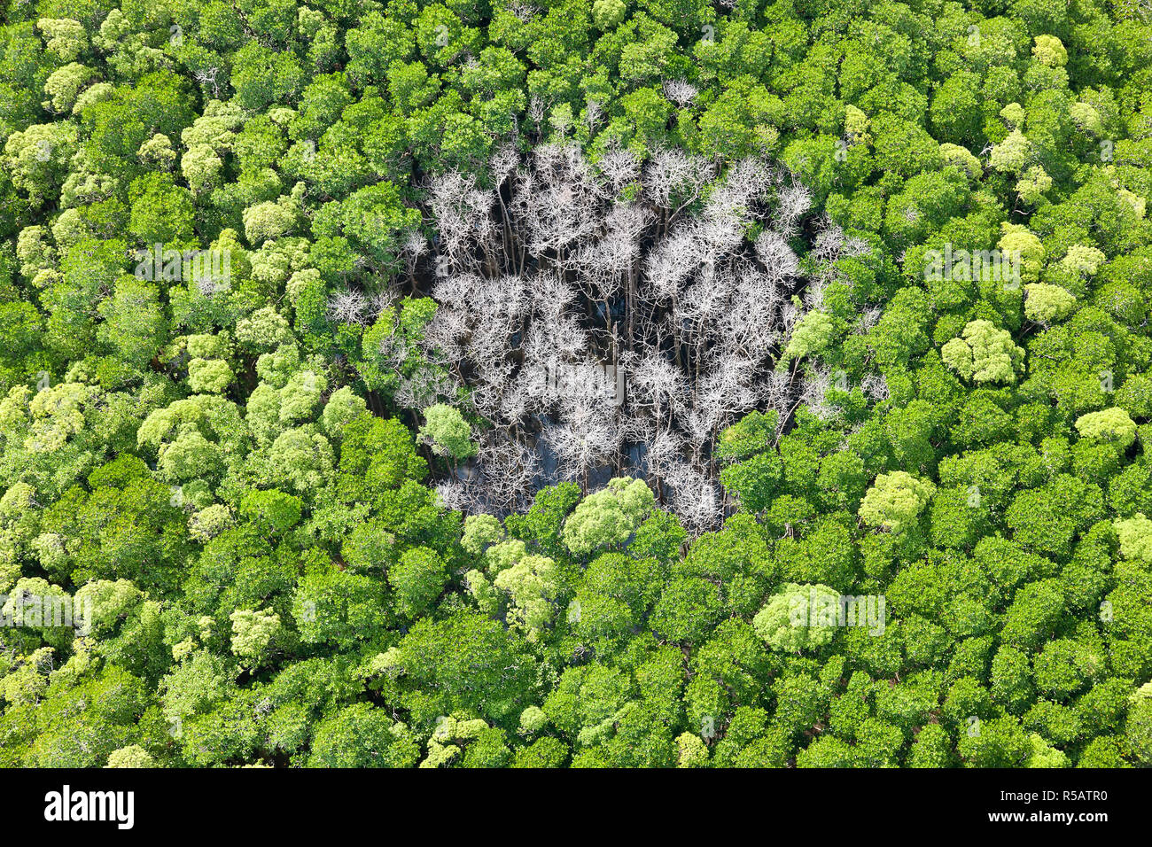 Aerial view of rain forest with trees hit by lightning strike, Daintree ...