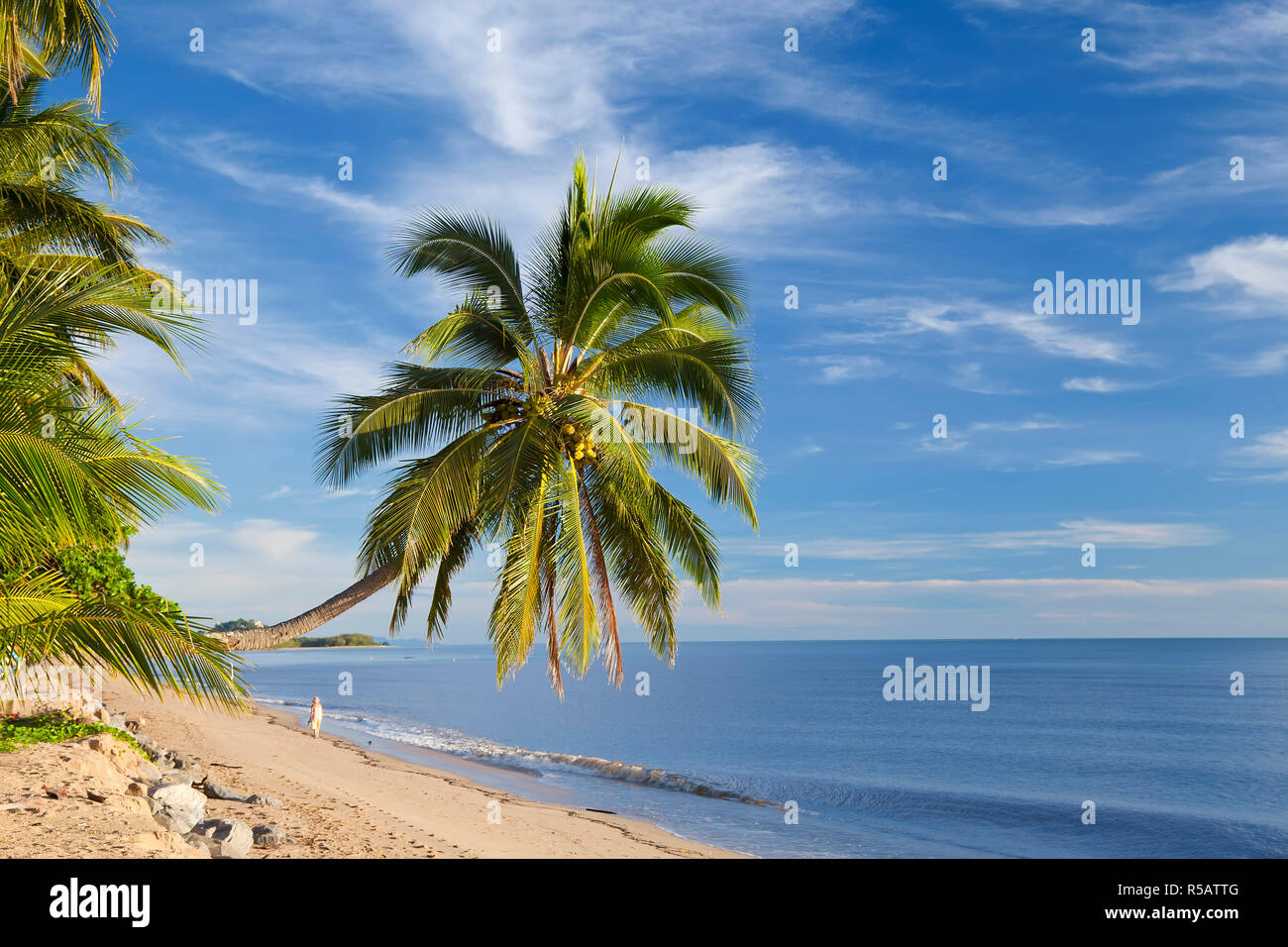 Hanging palm tree, Holloways Beach, nr Cairns, Queensland, Australia ...