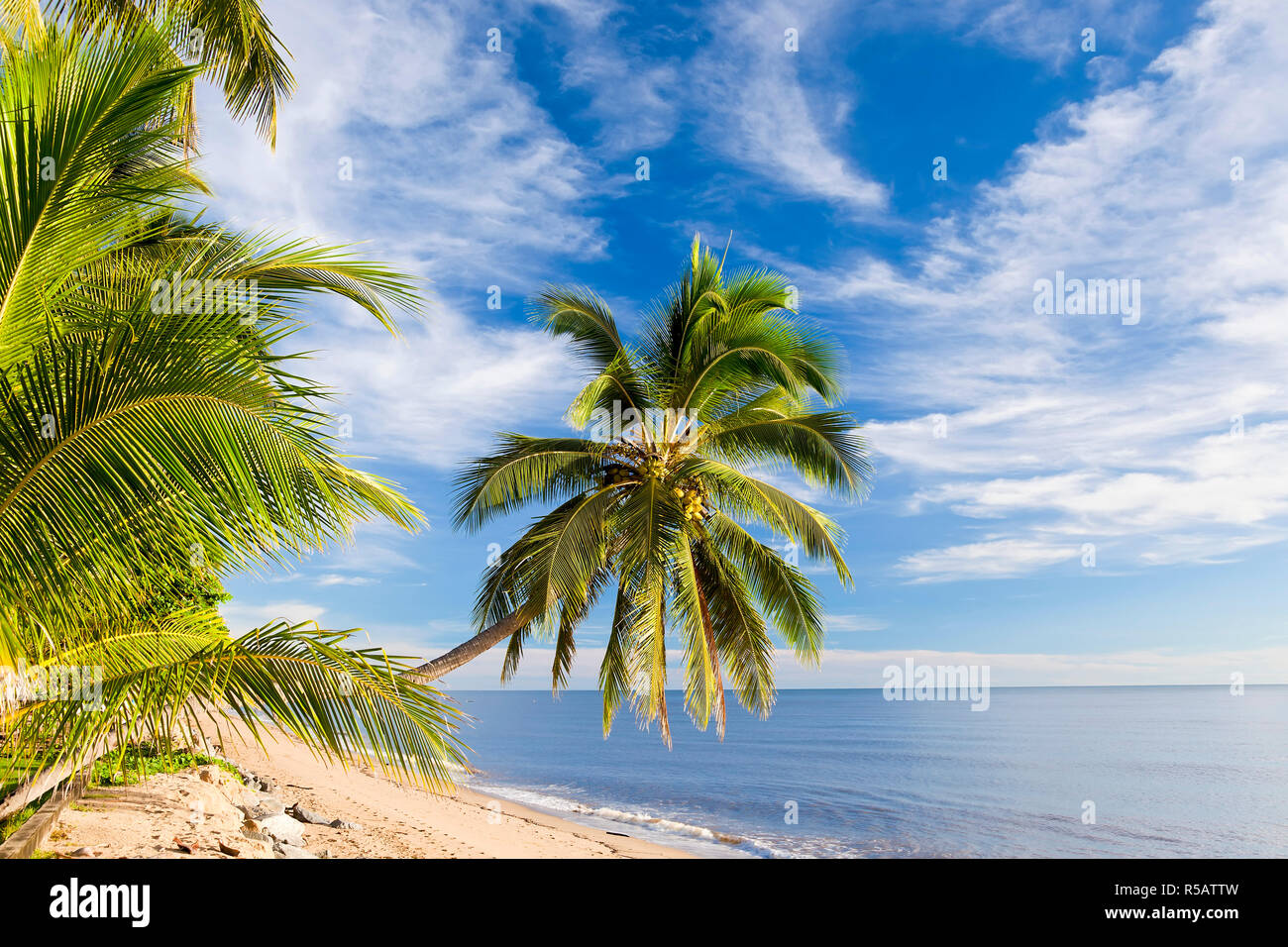 Hanging palm tree, Holloways Beach, nr Cairns, Queensland, Australia ...