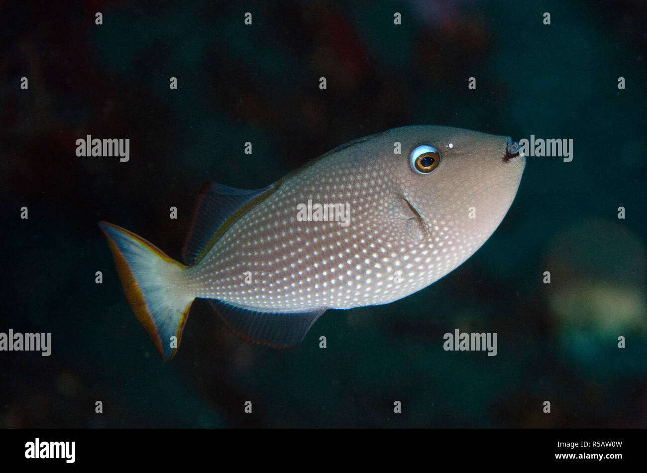 Xanthichthys auromarginatus female hi-res stock photography and images ...