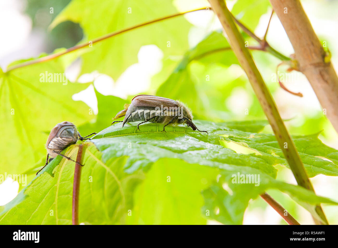 Close up view of two European beetle pest - common cockchafer ...