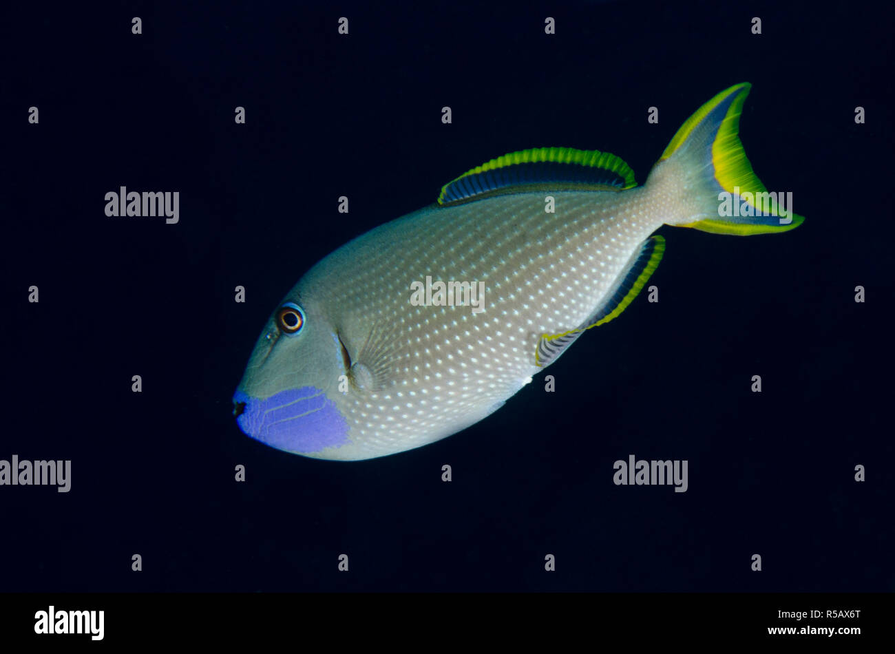 Gilded Triggerfish, Xanthichthys auromarginatus, male, Segara dive site ...