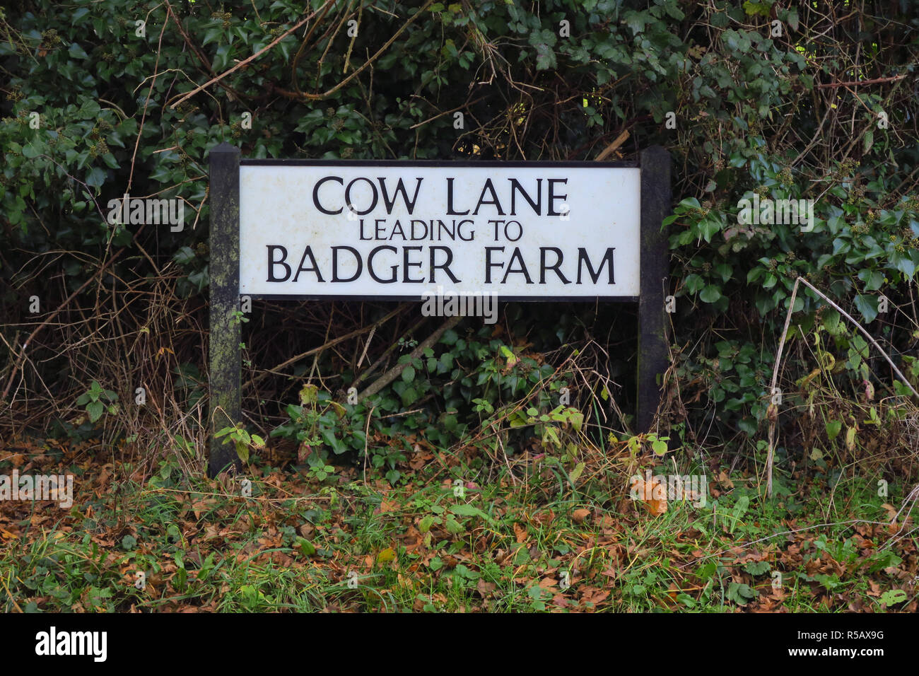 Road sign denoting Cow Lane near the north Oxfordshire village of Hook ...