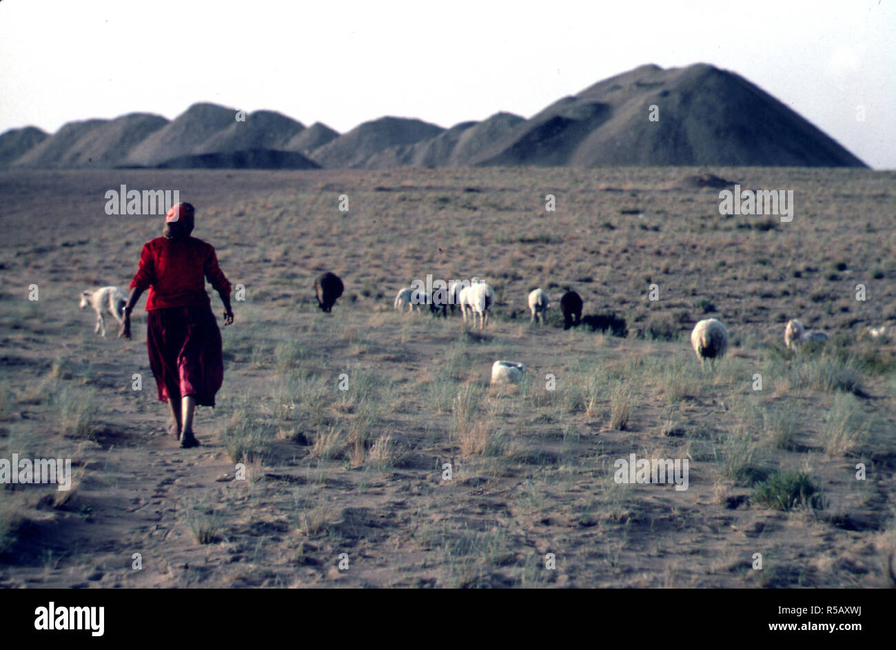 Woman herding sheep 1970s hi-res stock photography and images - Alamy