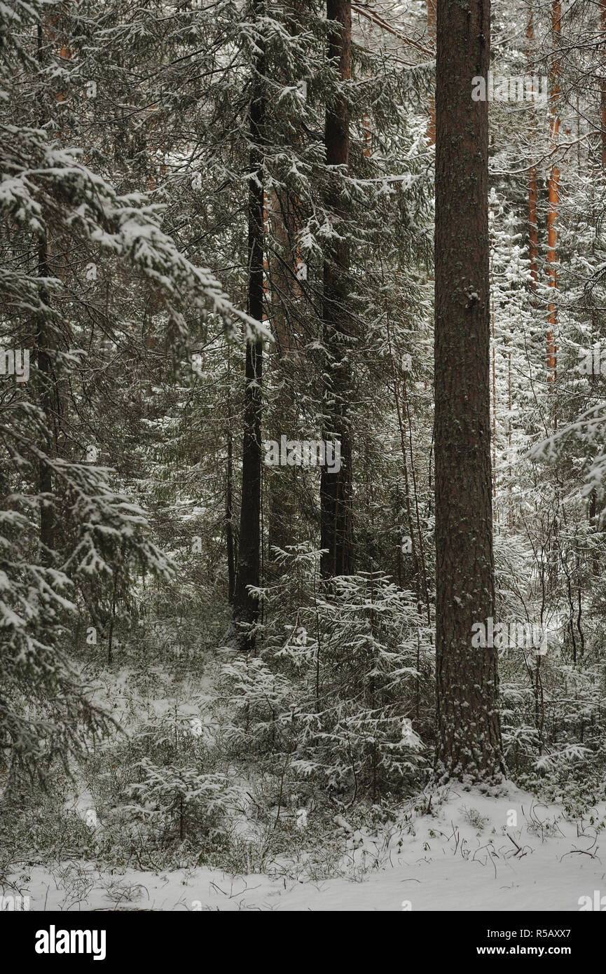 Late autumn in the forest after the snowfall Stock Photo - Alamy