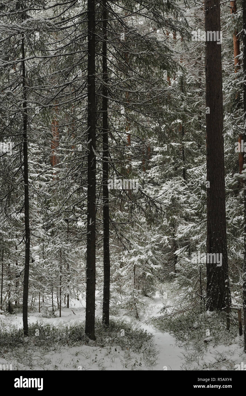 Late autumn in the forest after the snowfall Stock Photo - Alamy
