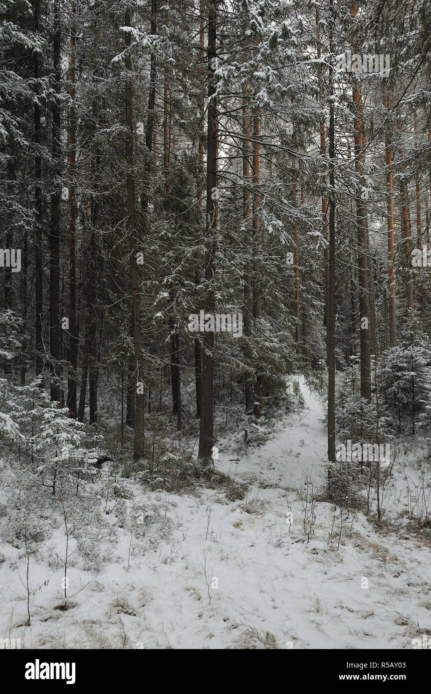 Late autumn in the forest after the snowfall Stock Photo - Alamy