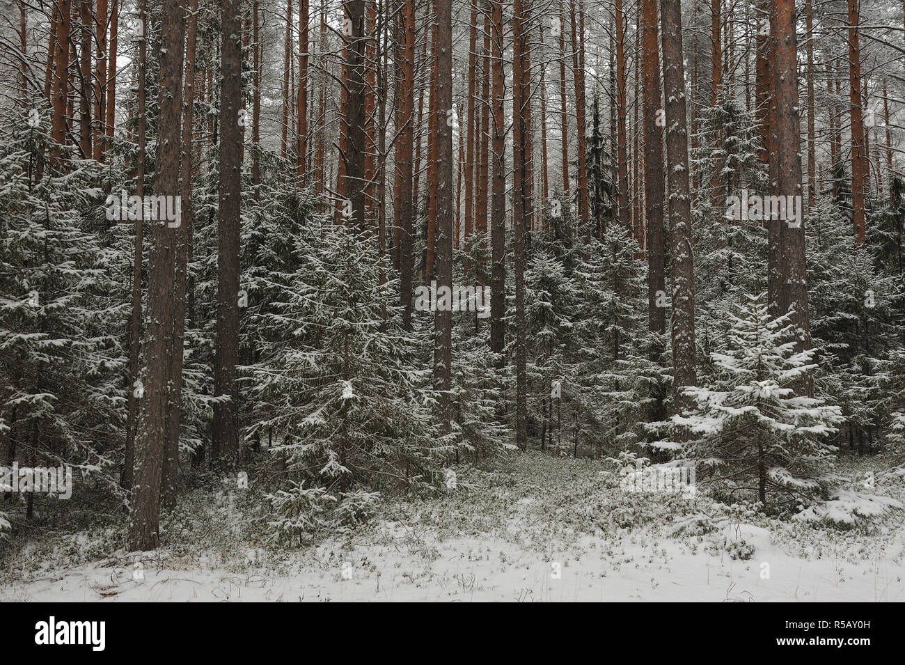 Late autumn in the forest after the snowfall Stock Photo - Alamy