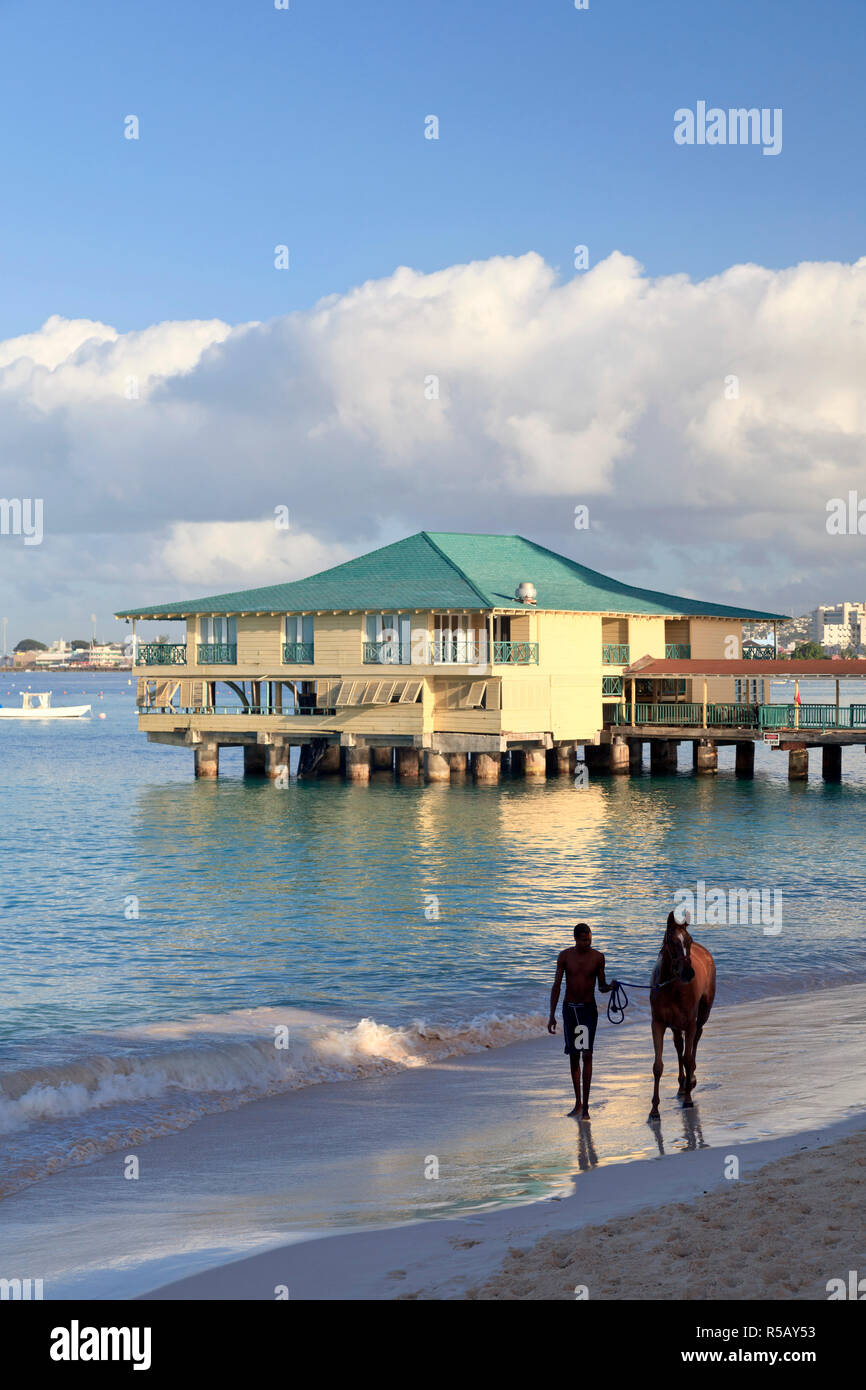 Caribbean, Barbados, Pebbles Beach, local men washing horses at dawn ...