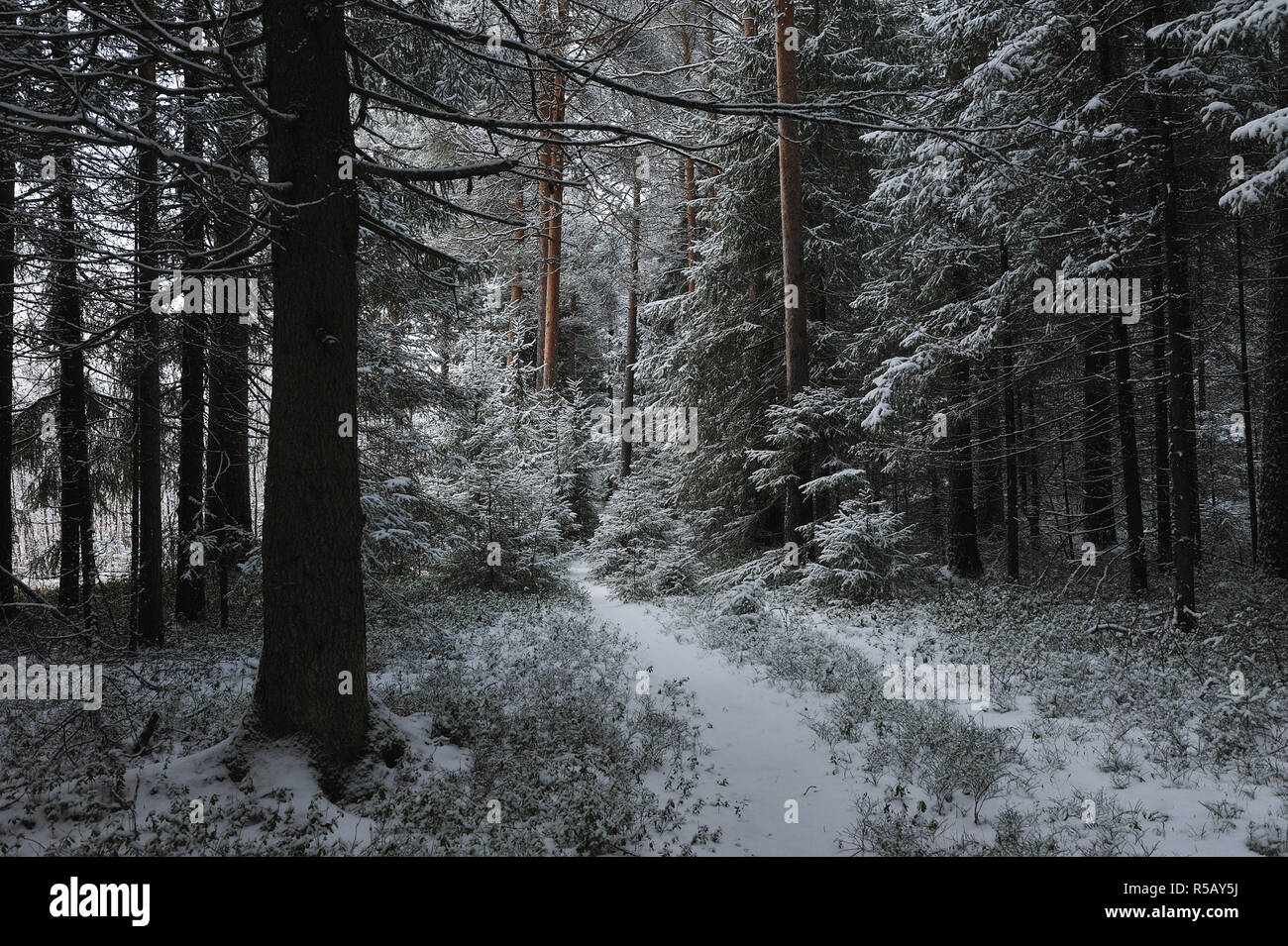 Late autumn in the forest after the snowfall Stock Photo - Alamy