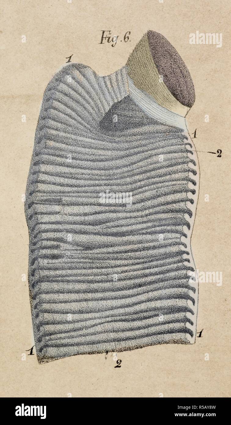 Anatomical drawing. Anatomical prints of the human body with natural ...
