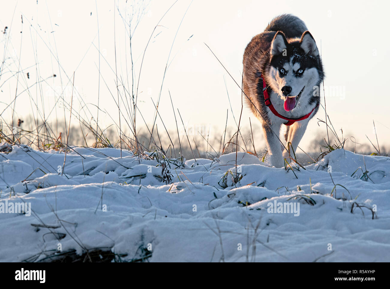 Siberian husky sunset siberian husky hi-res stock photography and ...