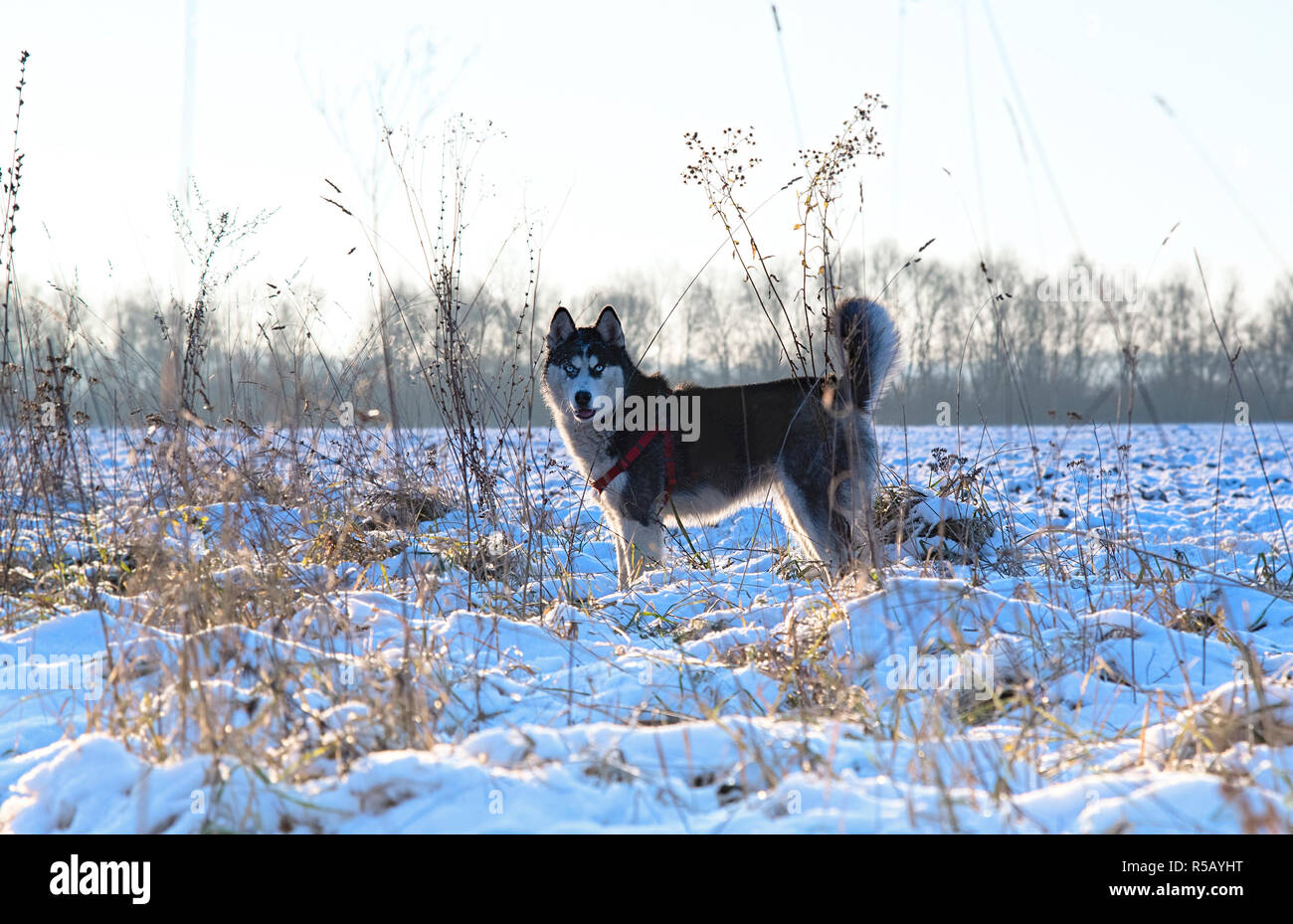 Husky dog on sunset. Black and white siberian husky on sunset Stock ...