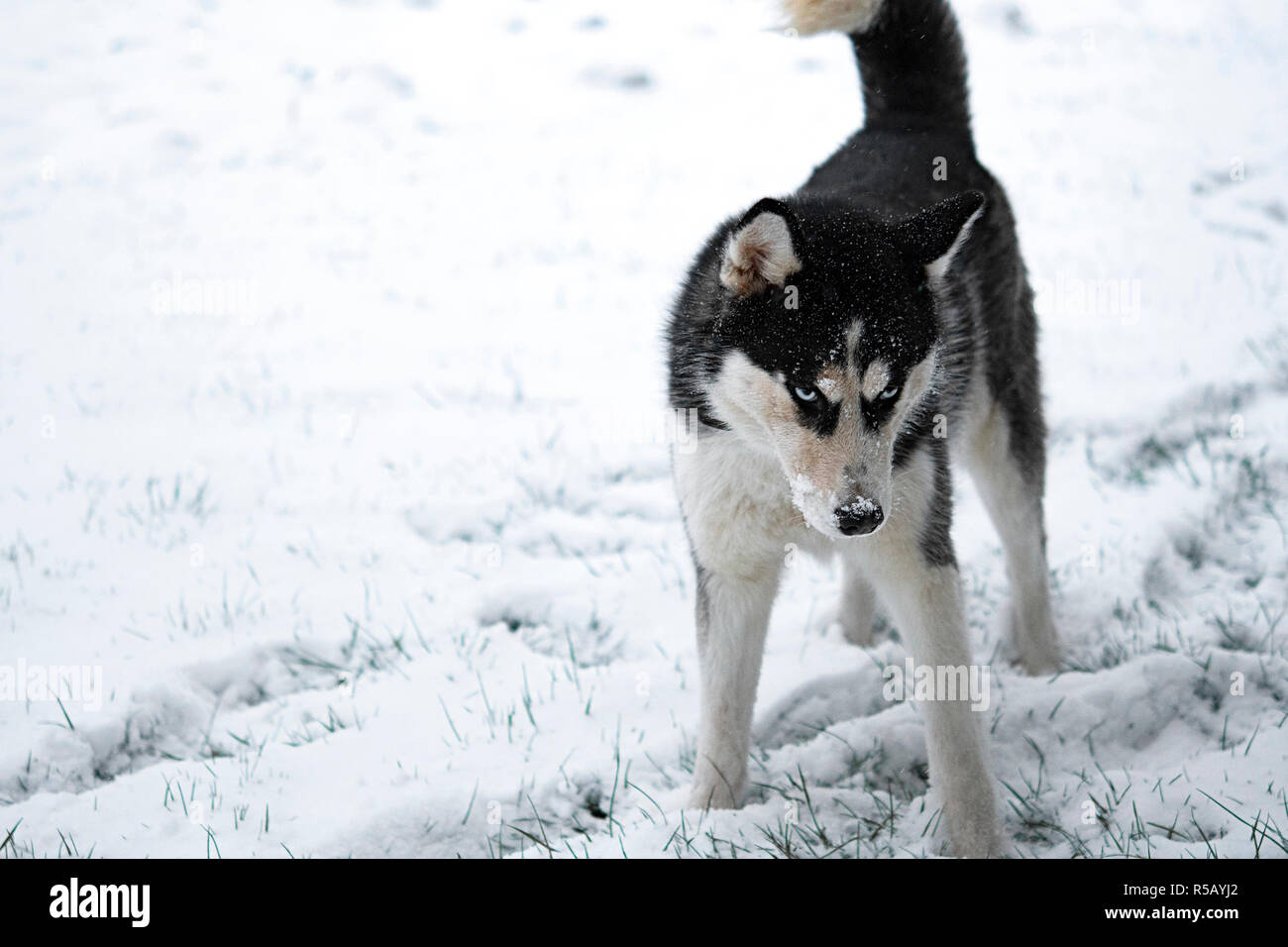 siberian husky dog winter portrait Stock Photo - Alamy
