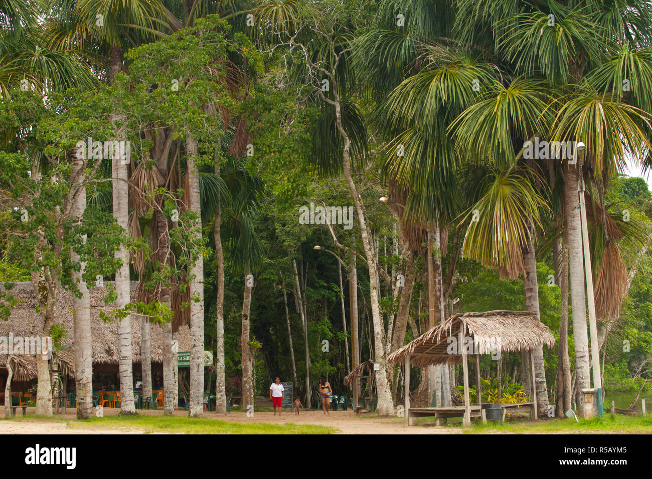 Trees in Iquitos Stock Photo - Alamy