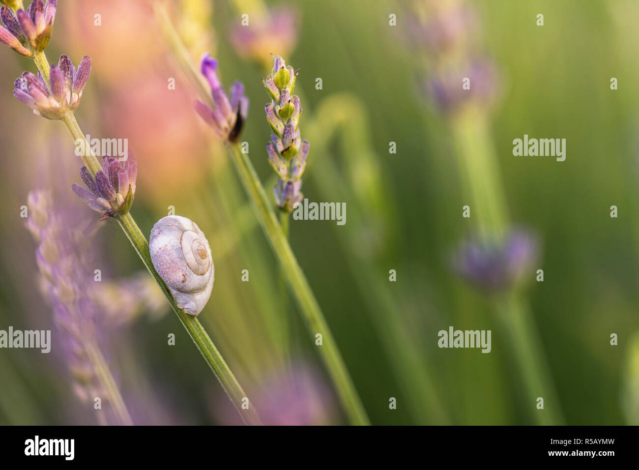 Macro shot of a snail shell in lavender field, Provence, southern ...