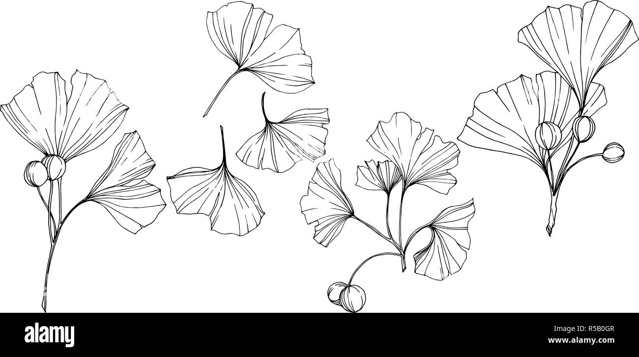 Vector. Ginkgo leaf. Plant botanical garden. Isolated ginkgo ...
