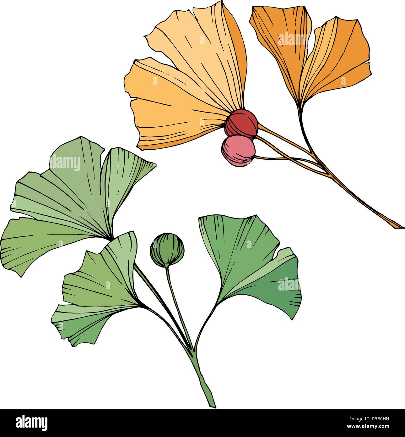 Vector. Ginkgo leaf. Plant botanical garden. Isolated ginkgo ...