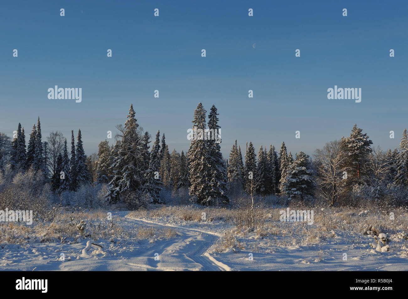 Beginning of winter. Covered with snow caps trees in one of the frosty ...