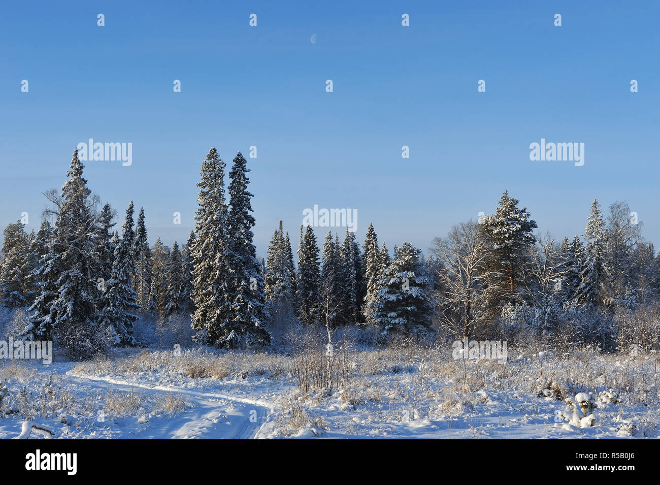 Beginning of winter. Covered with snow caps trees in one of the frosty ...