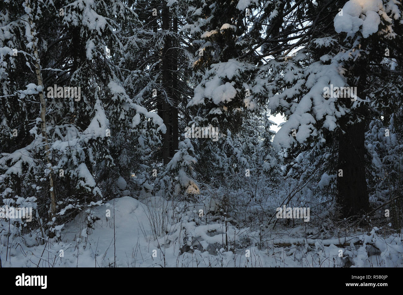 Beginning of winter. Covered with snow caps trees in one of the frosty ...