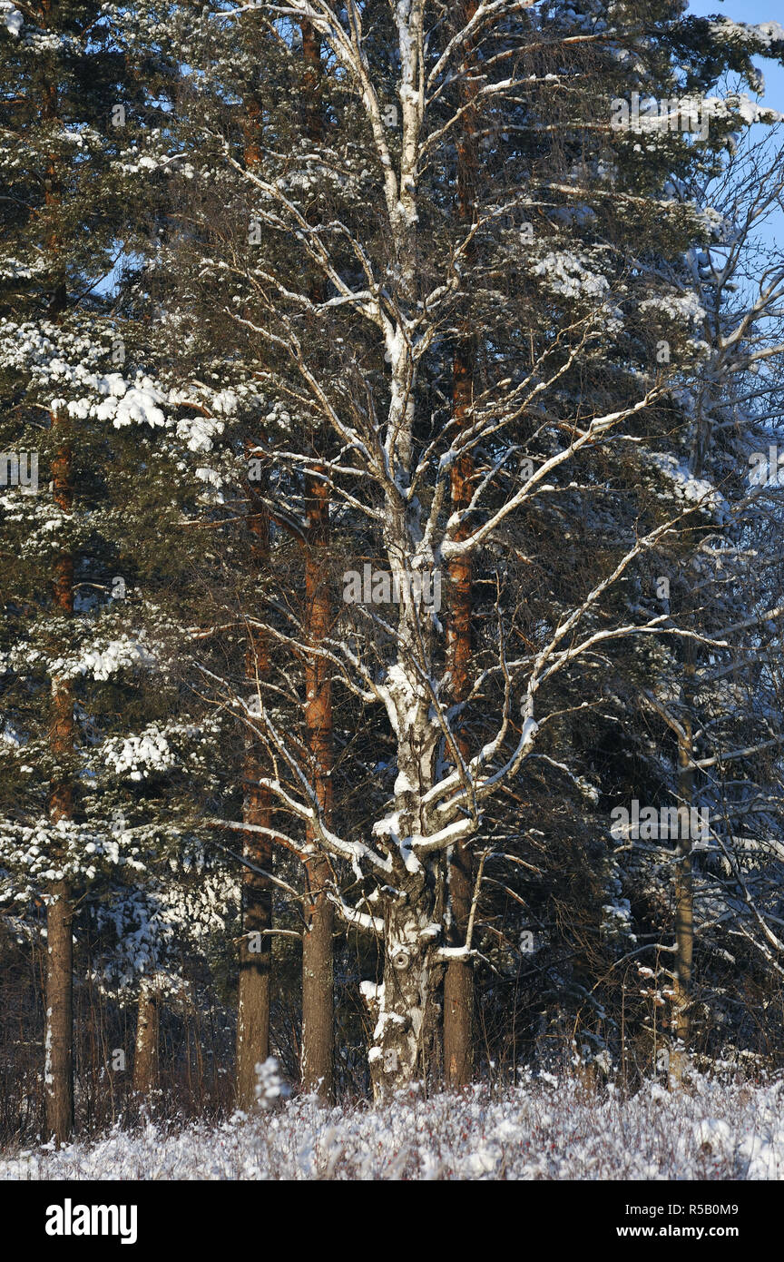 Beginning of winter. Covered with snow caps trees in one of the frosty ...