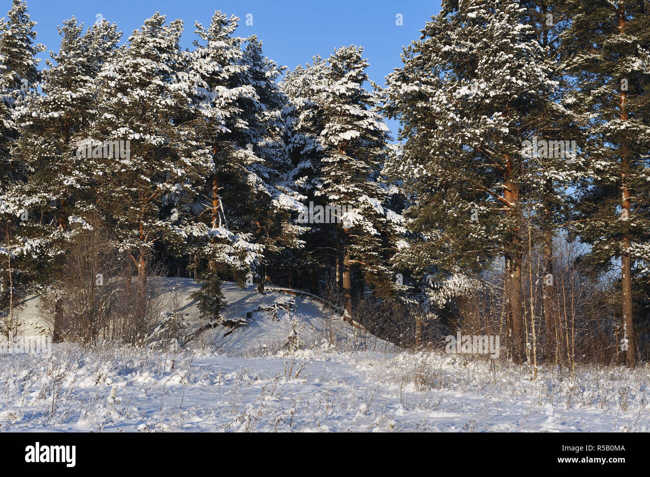 Beginning of winter. Covered with snow caps trees in one of the frosty ...