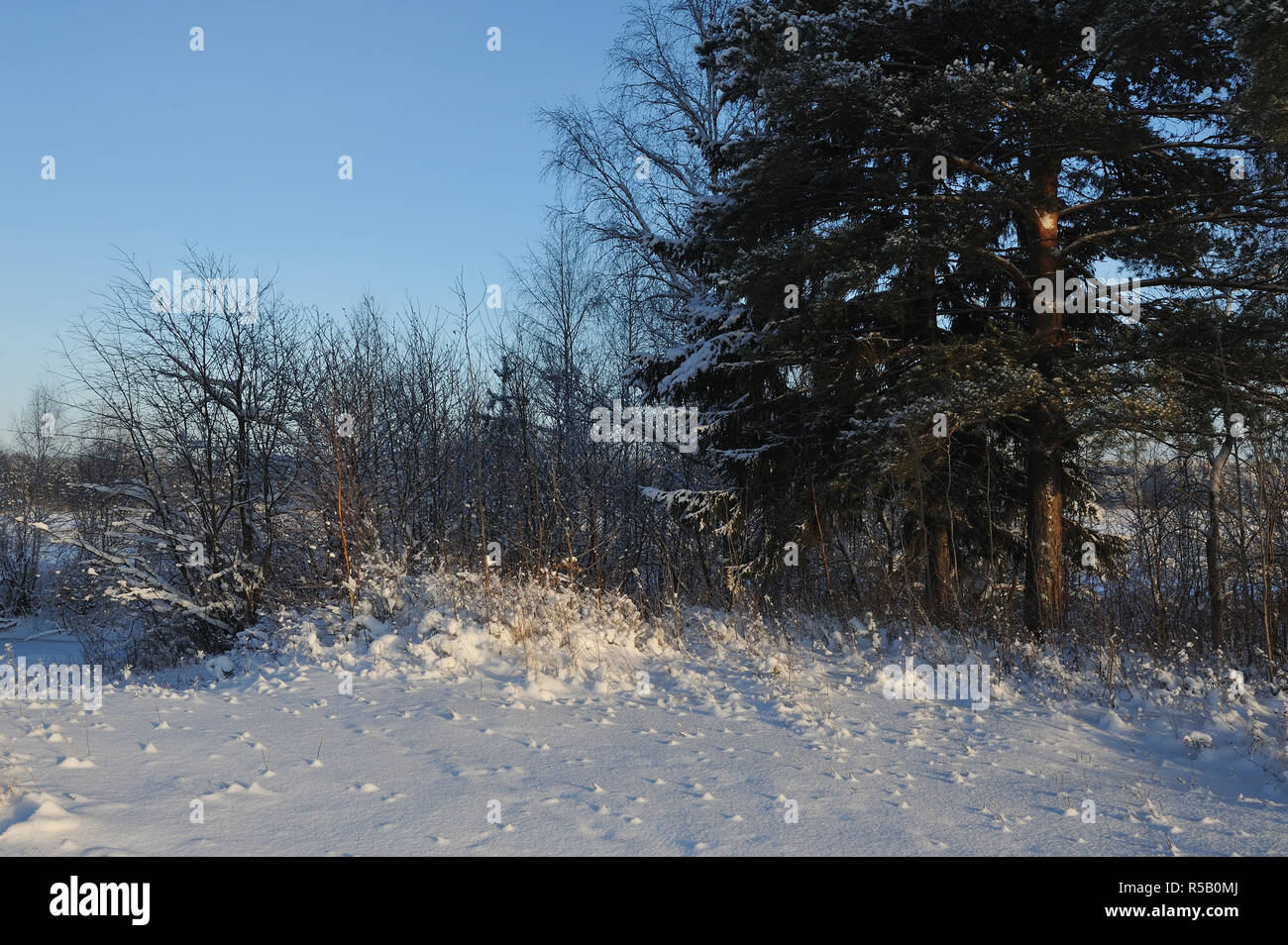 Beginning of winter. Covered with snow caps trees in one of the frosty ...
